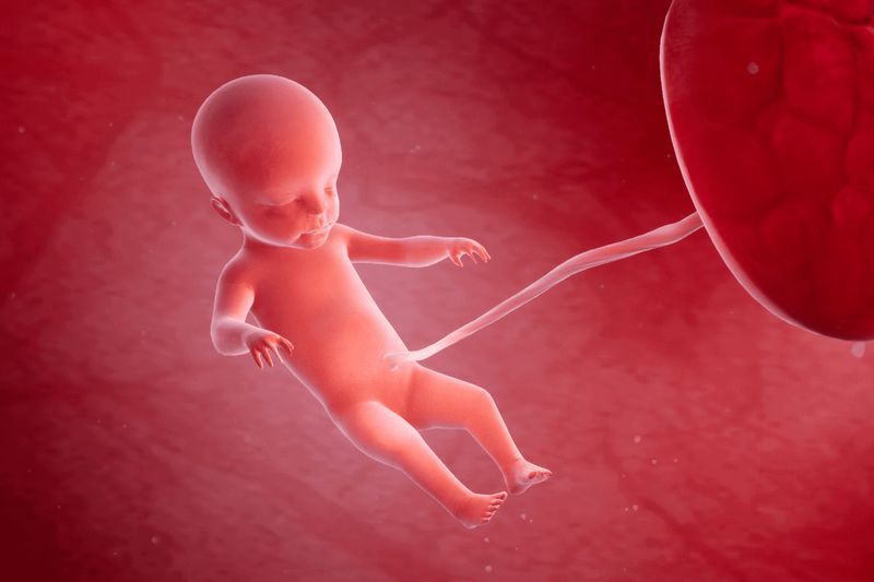 25 Weeks Fetus In Womb